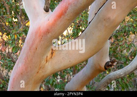 Texas Madrone (Arbutus xalapensis) along Smith Spring Trail, Guadalupe ...