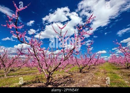 Peach trees in blossom close to Giannitsa town, Pella, Macedonia ...