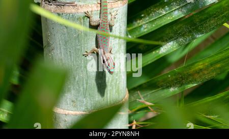 Mauritius Ornate Day Gecko (Phelsuma ornate), Round island, Mauritius ...