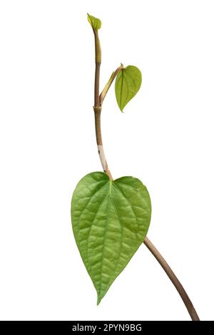 close-up of betel vine leaves, piper betle, evergreen perennial climber ...