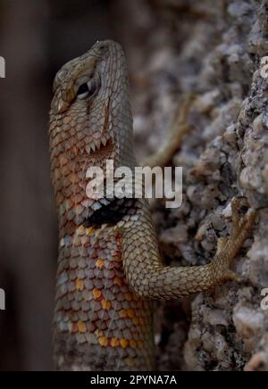 Fascinating reptile in Joshua Tree national park, California Stock ...