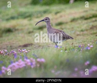 Whimbrel among spring flowers on Cornish clifftop Stock Photo - Alamy