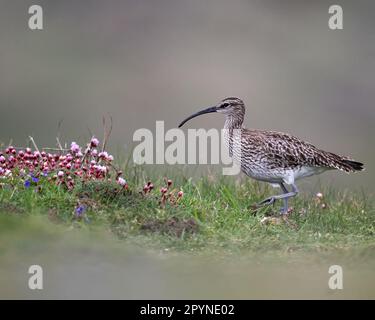 Whimbrel among spring flowers on Cornish clifftop Stock Photo - Alamy