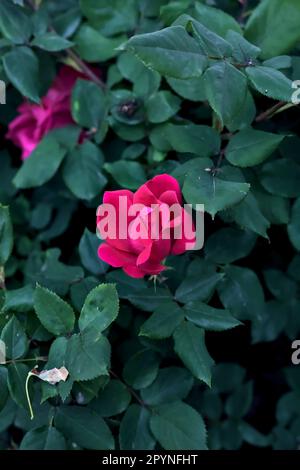 Magenta roses in a bush seen up close Stock Photo - Alamy