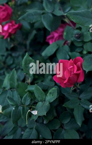 Magenta roses in a bush seen up close Stock Photo - Alamy