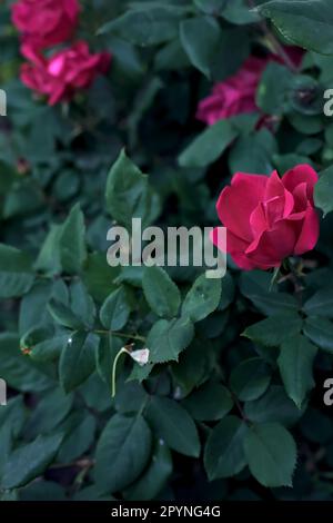 Magenta roses in a bush seen up close Stock Photo - Alamy