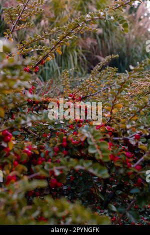 Leaves deep in the bushes Stock Photo - Alamy