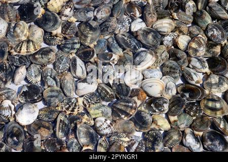 Venus verrucosa, the warty venus, for sale at the fish market Stock ...