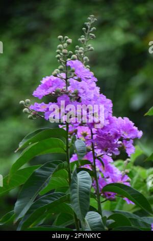 Pride of India. Also known as Giant Crape Myrtle, Queen Crape Myrtle ...