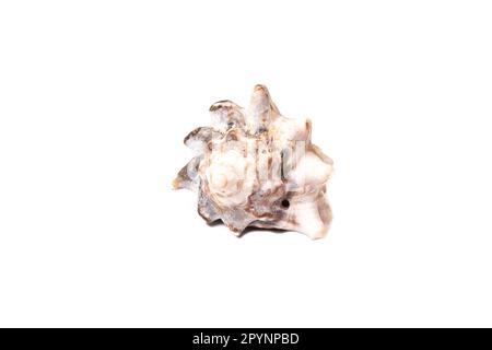Gray Seashell isolated on white background close up Stock Photo - Alamy