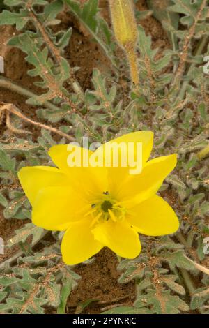 Desert evening primrose, Oenothera primiveris flowering in early spring ...