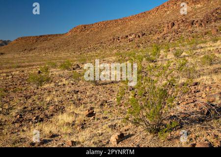 Creosote bush in Blind Hills, Mojave National Preserve, California ...