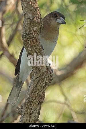 Grey Butcherbird (Cracticus torquatus) - Queensland - Australia Stock ...