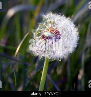 Closed Bud of a dandelion. Dandelion white flowers in green grass Stock ...