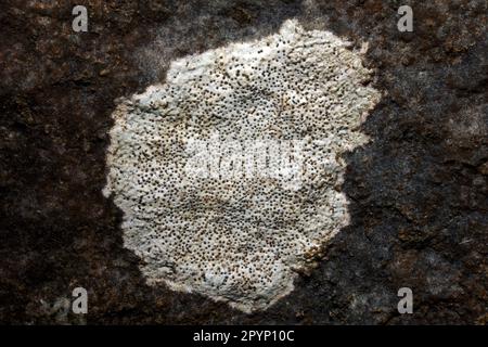 Bagliettoa calciseda is a crustose lichen found on well-lit, exposed ...