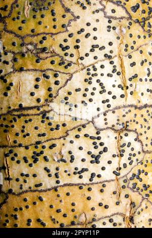 Pyrenula macrospora is common crustose lichen of smooth-barked trees ...