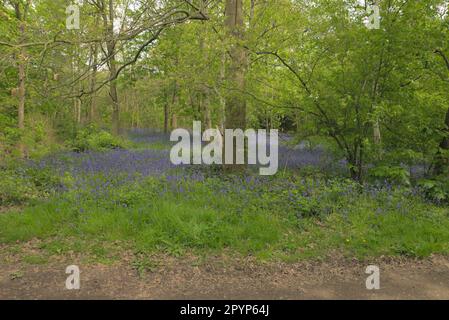 English bluebells in Chalet Wood, Wanstead Park, London Stock Photo - Alamy