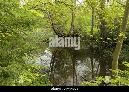 Rook Island in Wanstead Park Stock Photo - Alamy