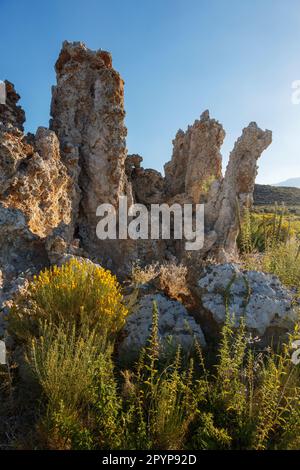 October brings autumn colors to the shores of Mono Lake in the Eastern ...