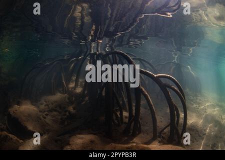 Light filters underwater into the shadows of a dark mangrove forest ...