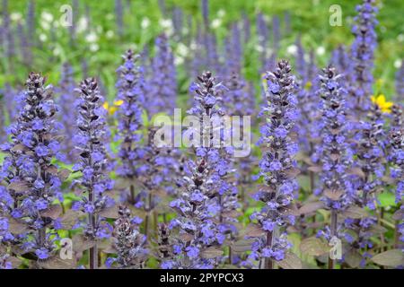 Ajuga reptans bugleweed 'Braunherz' in flower Stock Photo - Alamy