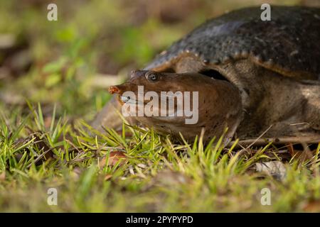 Florida softshell turtle on land Stock Photo - Alamy