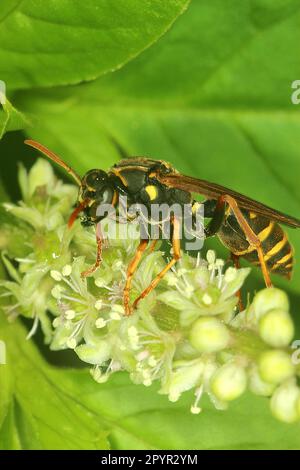 Umbrella paper wasp (Polistes chinensis) queen Stock Photo - Alamy