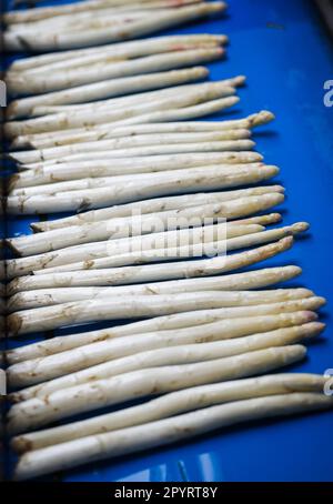 sorting freshly harvested asparagus in a box before packaging for ...