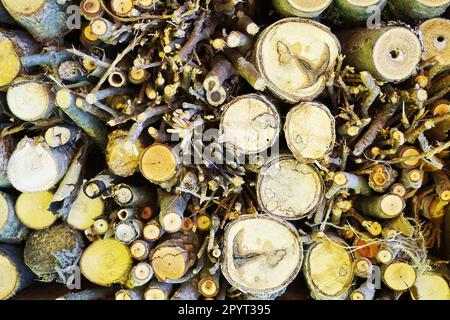 detail of insect hotel as nice texture Stock Photo - Alamy
