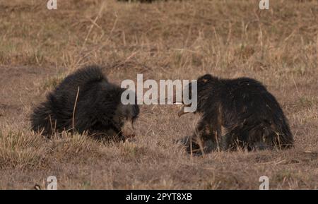 HILARIOUS images of two baby sloth bears fighting and screaming at each ...