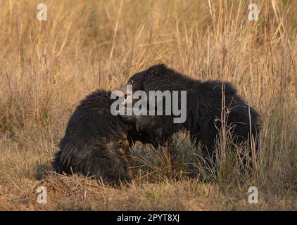 HILARIOUS images of two baby sloth bears fighting and screaming at each ...