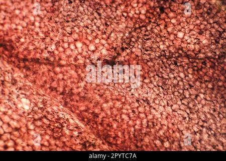 Simple squamous epithelium Stock Photo - Alamy