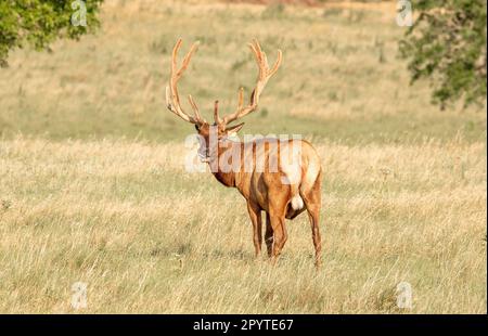 Elk raised on livestock ranch in Kansas Stock Photo - Alamy