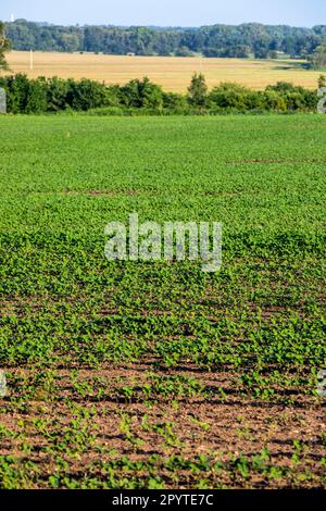 Soybean crop fields in Kansas Stock Photo - Alamy