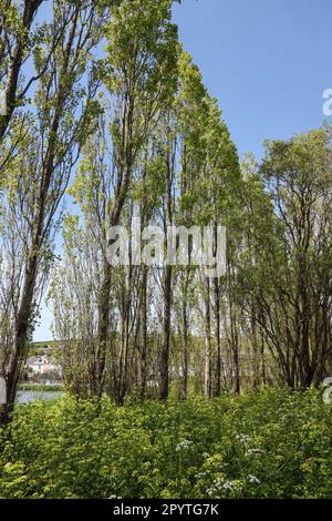 Trees in the compact Millbrook Park beside the lake in south east ...