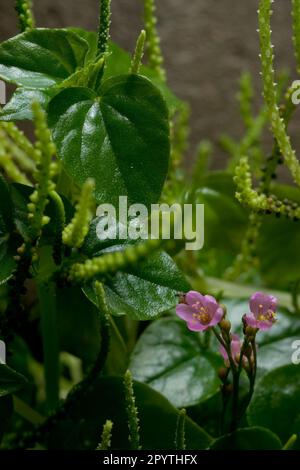 A vibrant purple Ceylon spinach (Talinum fruticosum) with bright yellow ...