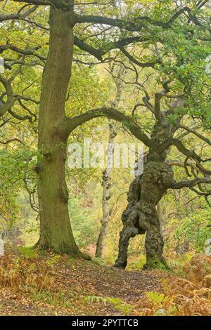 An ancient oak tree at Brocton Coppice, Cannock Chase, Staffordshire ...