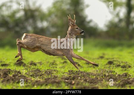 Roe deer leaping Stock Photo - Alamy