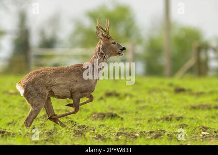 Roe deer leaping Stock Photo - Alamy