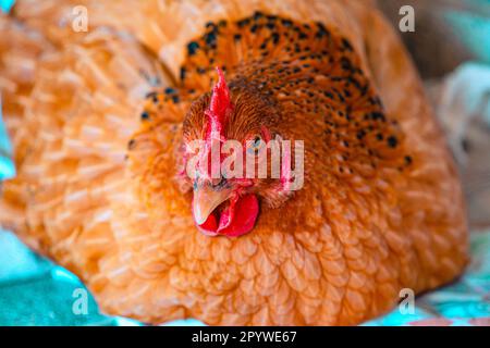 hen brooding with angry face in the nest Stock Photo - Alamy
