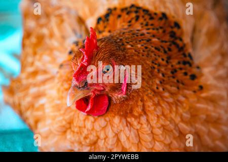 hen brooding with angry face in the nest Stock Photo - Alamy
