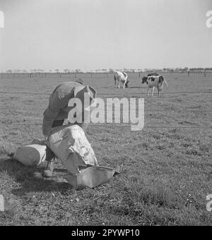 farmer feeds cows on farm Stock Photo - Alamy