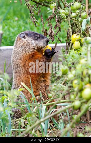 Marmot eating tomatoes in a garden, Marmota monax, Quebec, Canada Stock ...