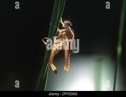 Hatching dragonfly [automated translation] Stock Photo - Alamy