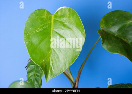 Trendy rare plant monstera deliciosa albo in a pot with blue background ...