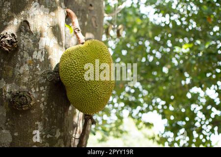 Jackfruit and jackfruit trees are hanging from a branch Stock Photo - Alamy
