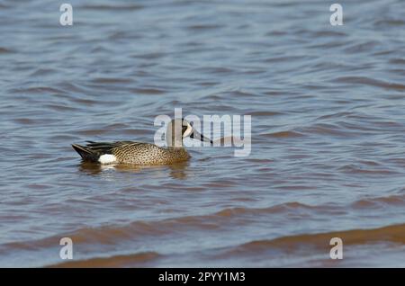 Blue-winged Teal (Spatula discors), Bear Lake National Wildlife Refuge ...