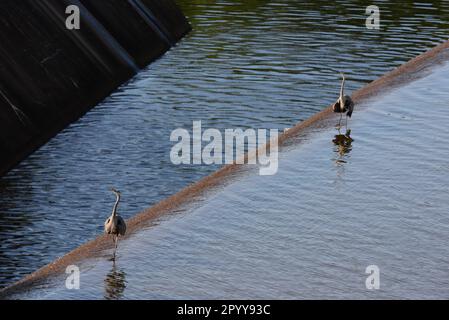 A Great Blue Heron on a lake in Central Park, Carmel Indiana Stock ...