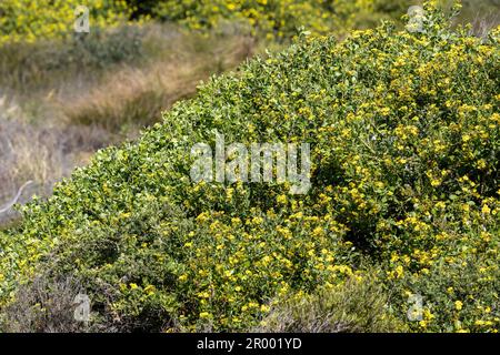 Invasive to Australia, South African Bitou Bush with fruit and flower ...