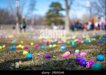 Open field with hundreds of plastic Easter eggs for a kids public hunt ...